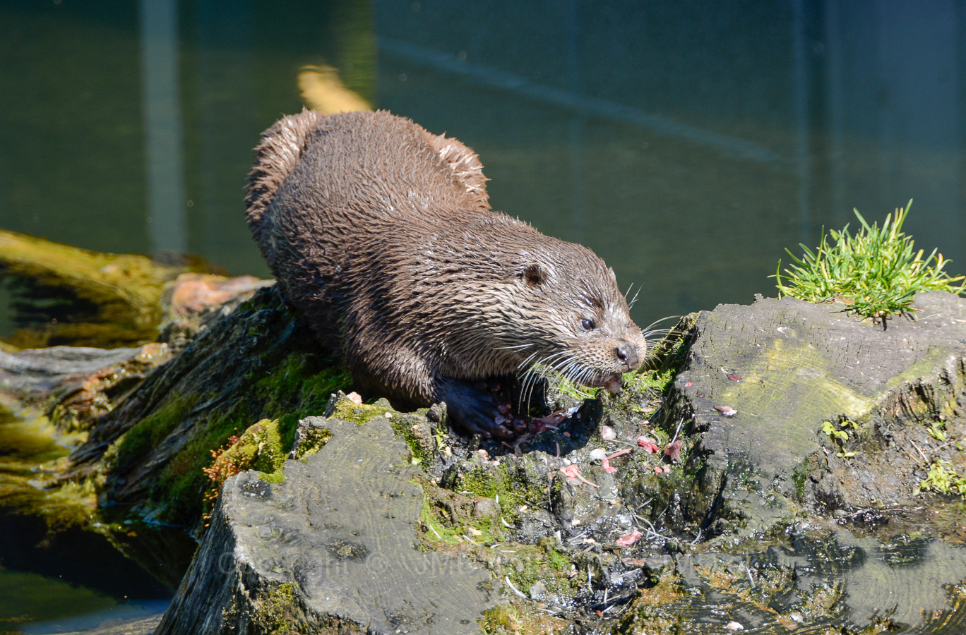 Aqua, Silkeborg - Aqua Akvarium & Dyrepark i Silkeborg er Nordeuropas ...