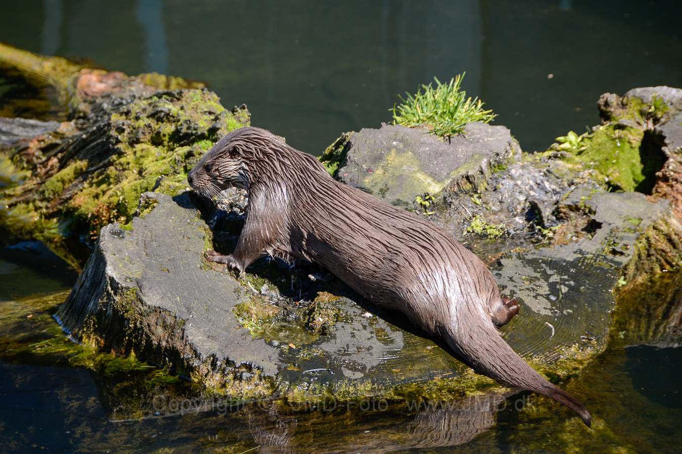 Aqua, Silkeborg - Aqua Akvarium & Dyrepark i Silkeborg er Nordeuropas ...