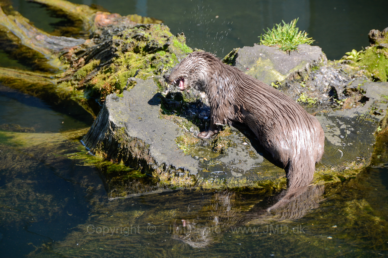 Aqua, Silkeborg - Aqua Akvarium & Dyrepark i Silkeborg er Nordeuropas ...