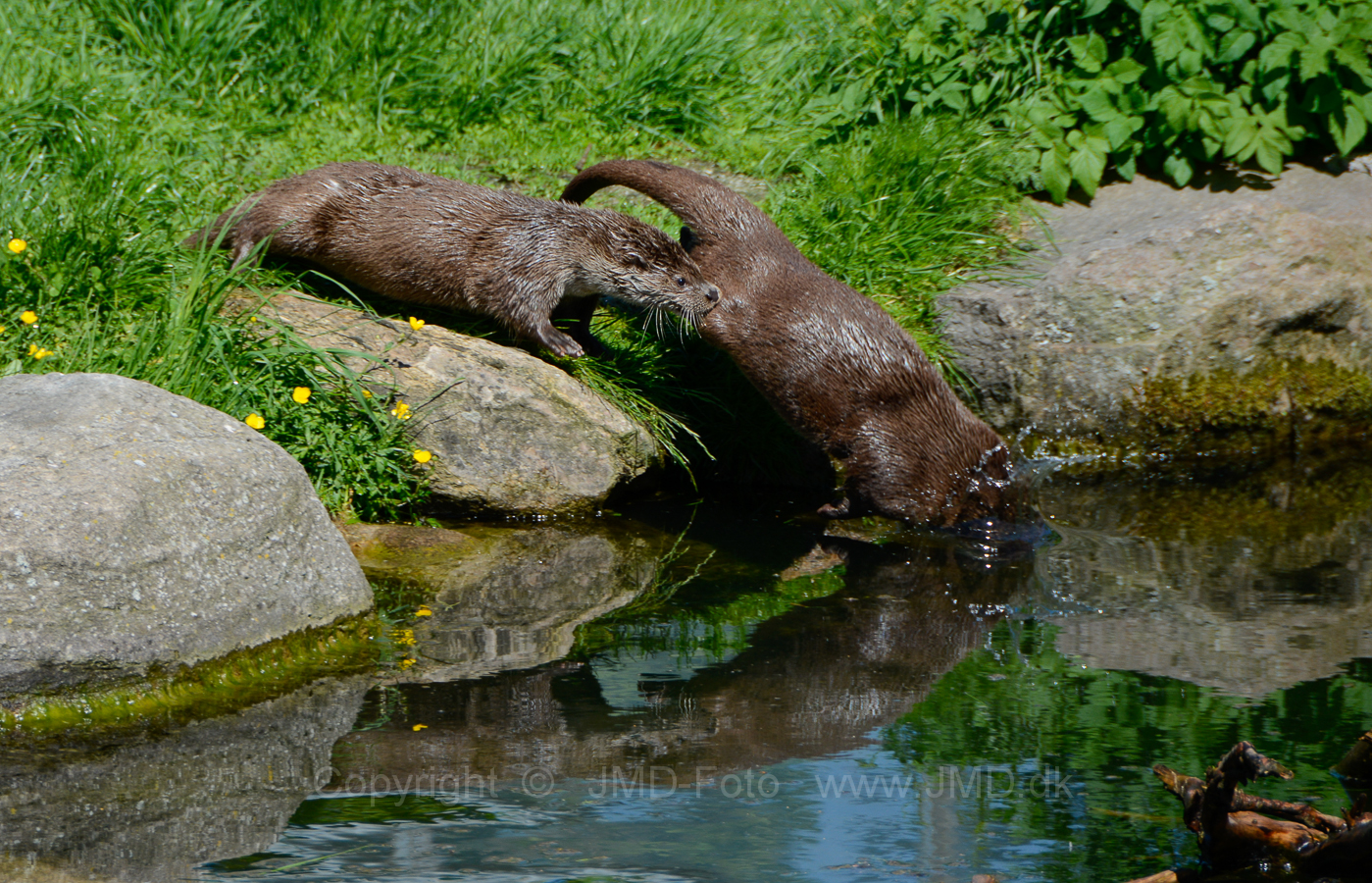 Aqua, Silkeborg - Aqua Akvarium & Dyrepark i Silkeborg er Nordeuropas ...