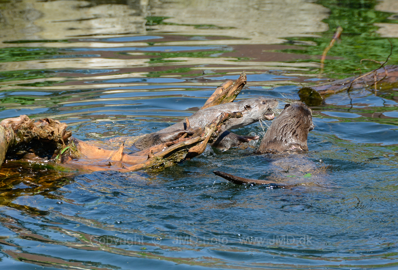 Aqua, Silkeborg - Aqua Akvarium & Dyrepark i Silkeborg er Nordeuropas ...