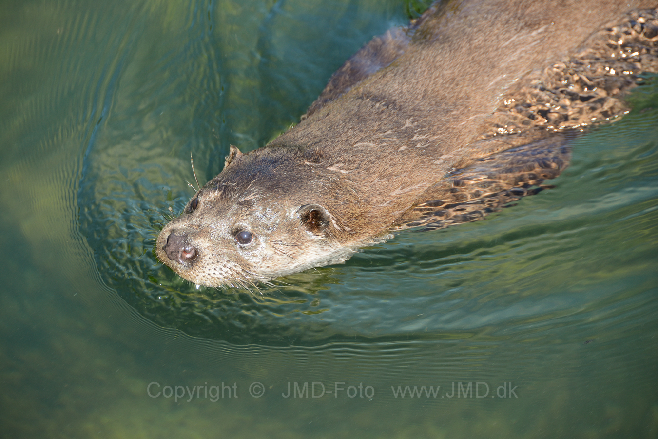 Aqua, Silkeborg - Aqua Akvarium & Dyrepark i Silkeborg er Nordeuropas ...